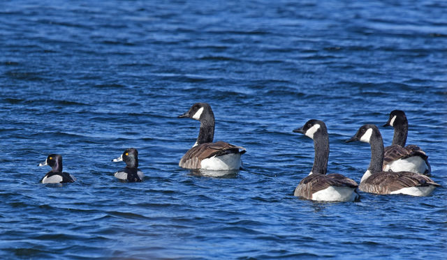 Ring-necked Duck