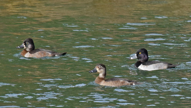 Ring-necked Duck