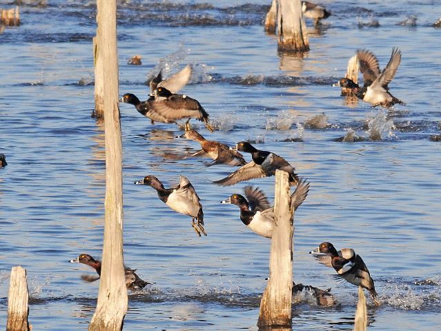 Ring-necked Ducks