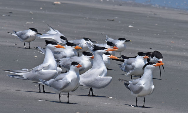 Royal Tern