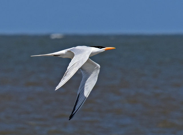 Royal Tern