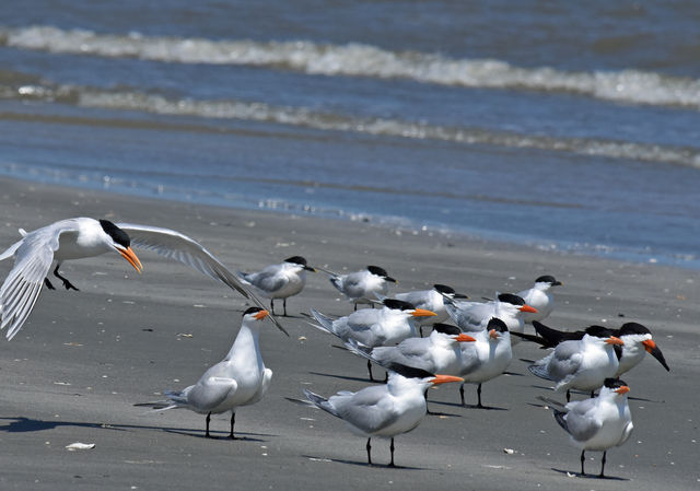Royal Tern