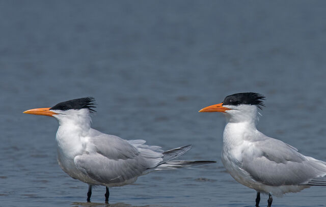Royal Tern
