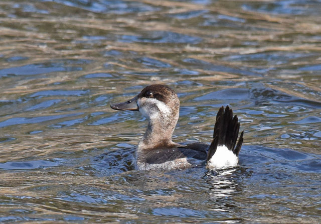 Ruddy Duck