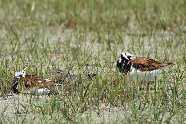 Ruddy Turnstone