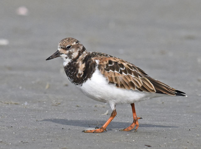 Ruddy Turnstone