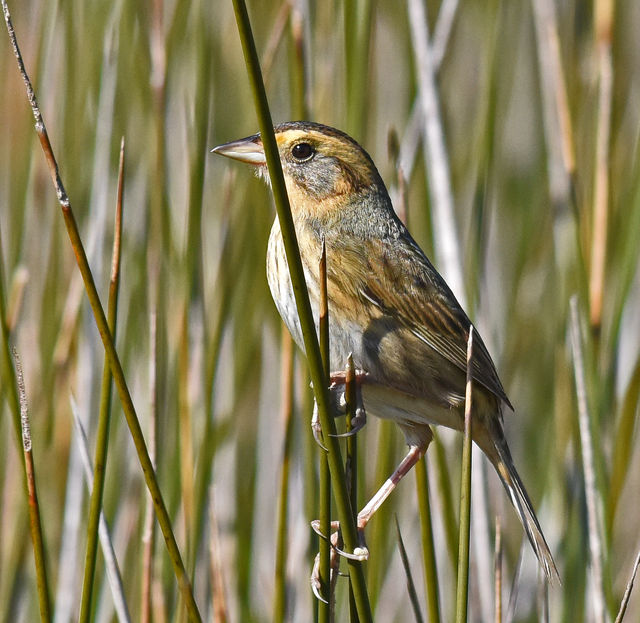 Saltmarsh Sparrow