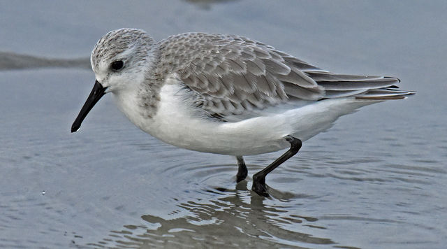 Sanderling