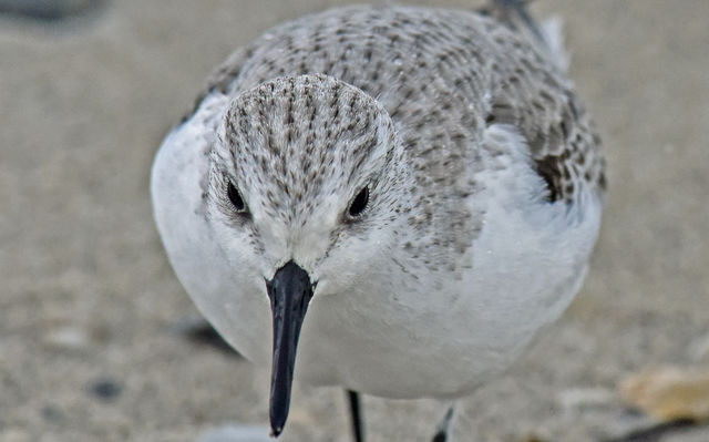 Sanderling