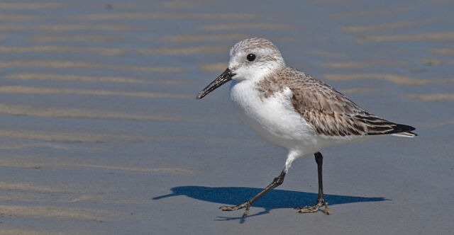 Sanderling