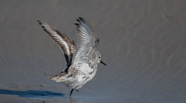 Sanderling