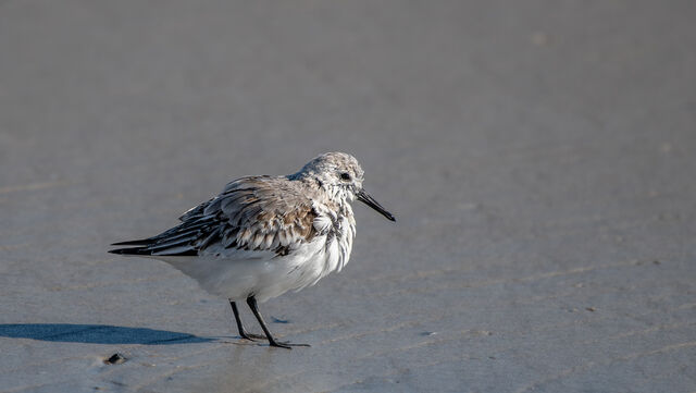 Sanderling