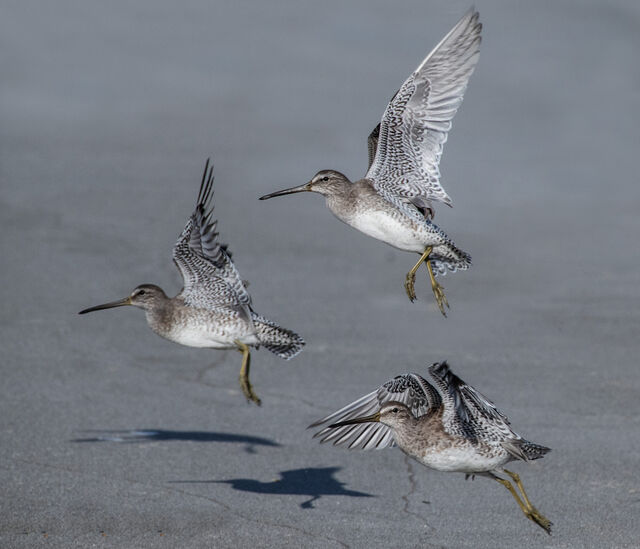 Short-billed Dowitcher