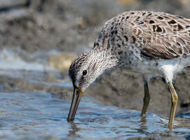 Short-billed Dowitcher