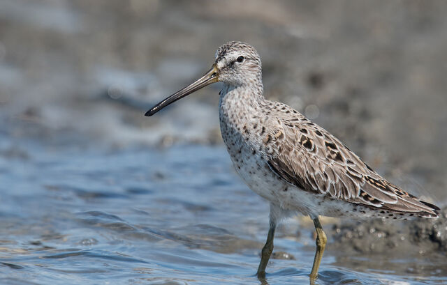 Short-billed Dowitcher