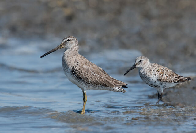 Short-billed Dowitcher