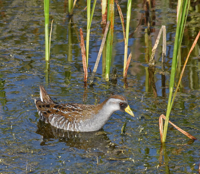 Sora