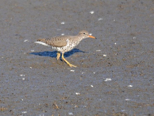 Spotted Sandpiper