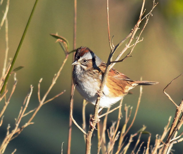 Swamp Sparrow