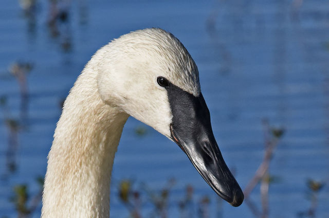 Trumpeter Swan