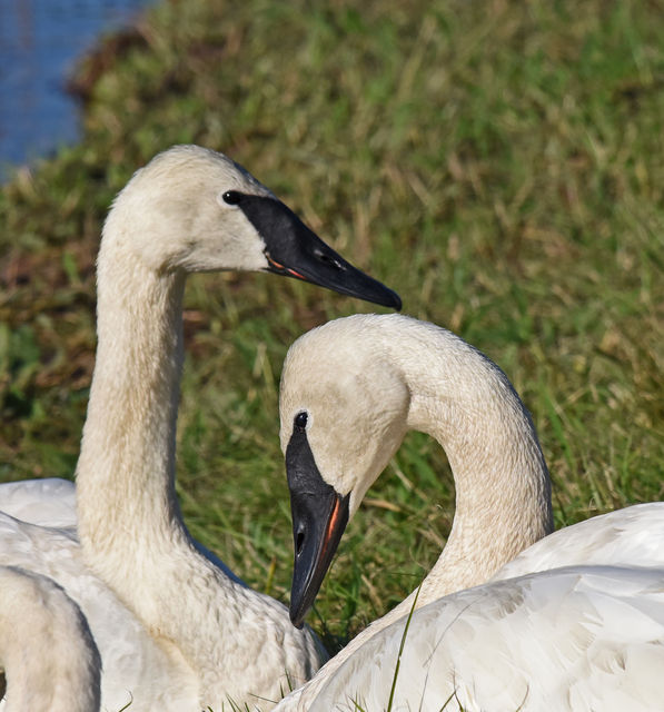 Trumpeter Swan