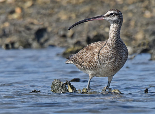 Whimbrel