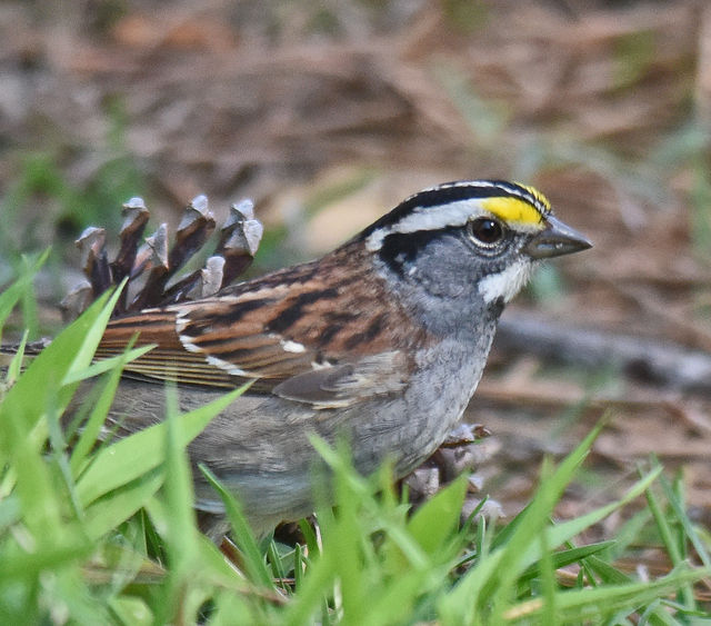 White-throated Sparrow