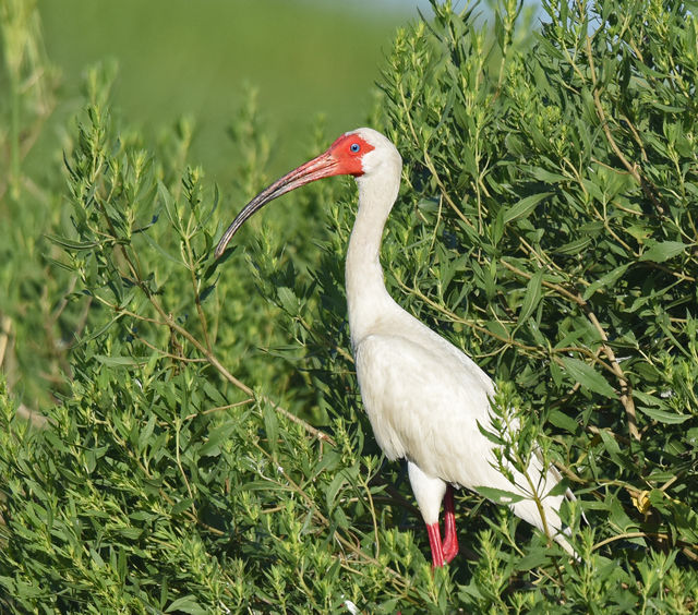 White Ibis
