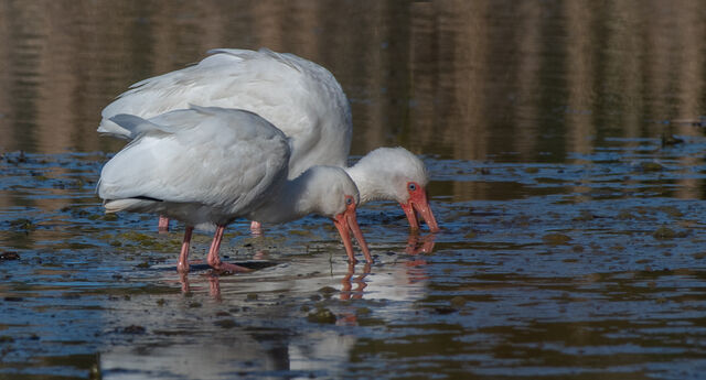 White Ibis
