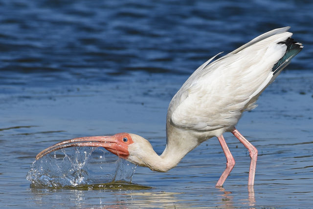 White Ibis