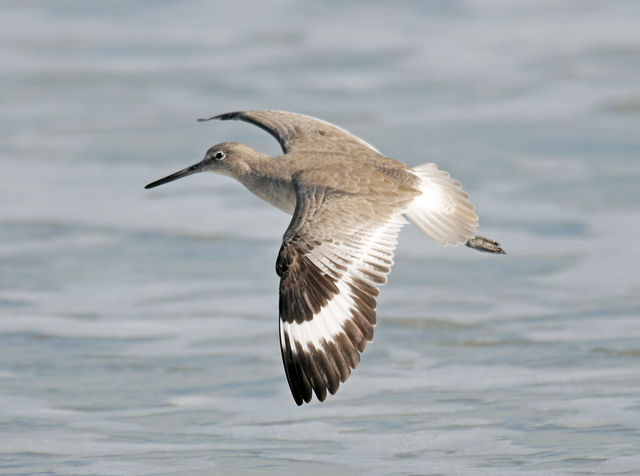 Willet