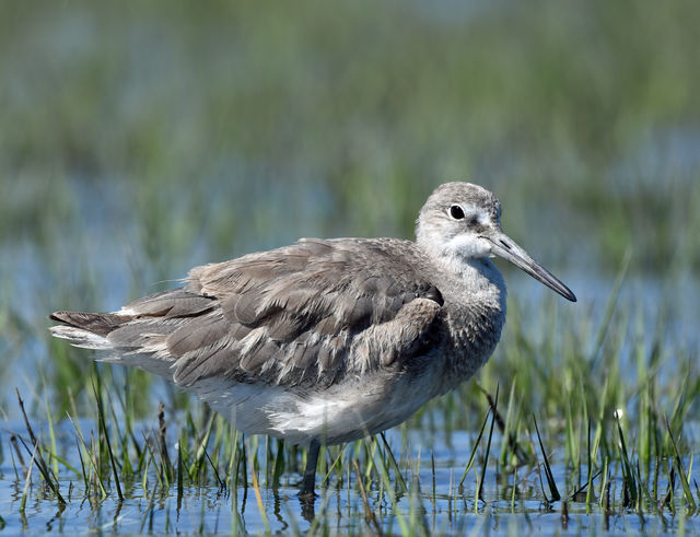 Willet