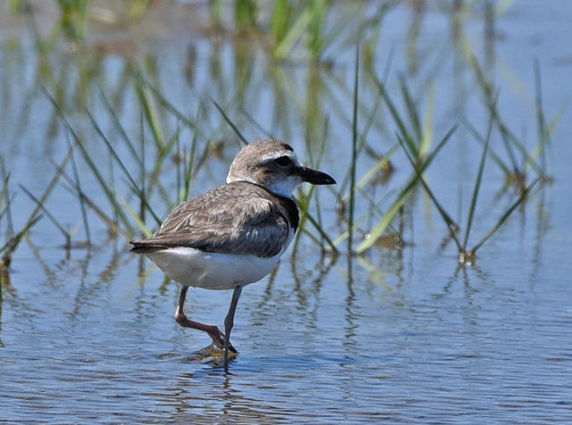 Wilson's Plover