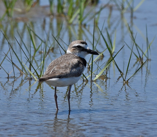 Wilson's Plover