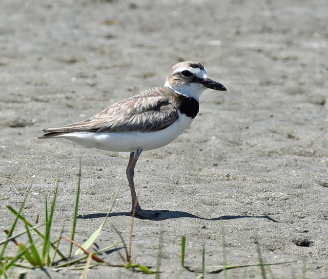 Wilson's Plover