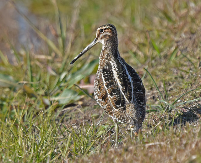 Wilson's Snipe