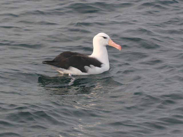 Black-browed Albatross