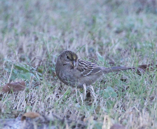 Golden-crowned Sparrow