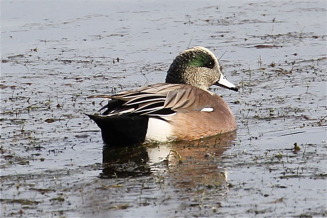 American Wigeon