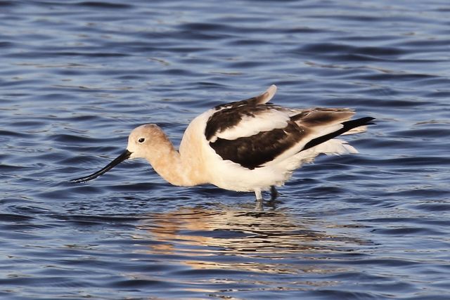 American Avocet
