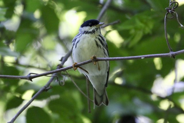 Blackpoll Warbler