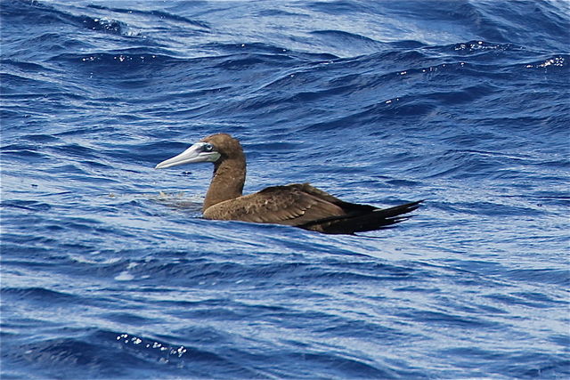 Brown Booby