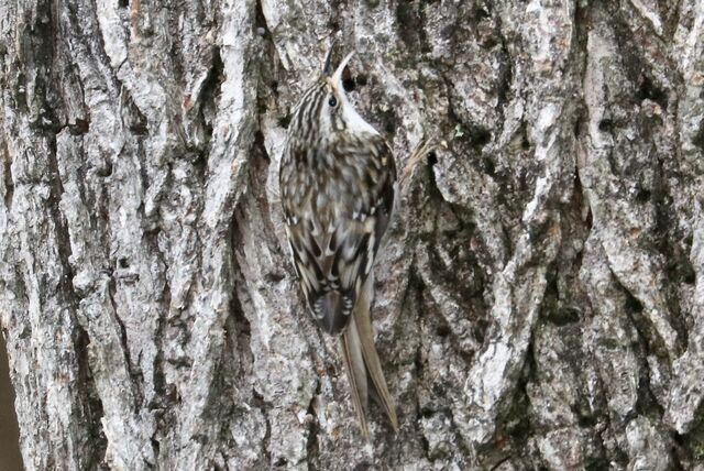 Brown Creeper