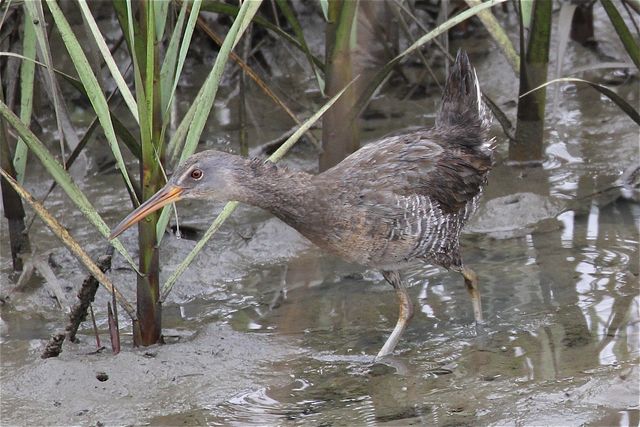 Clapper Rail