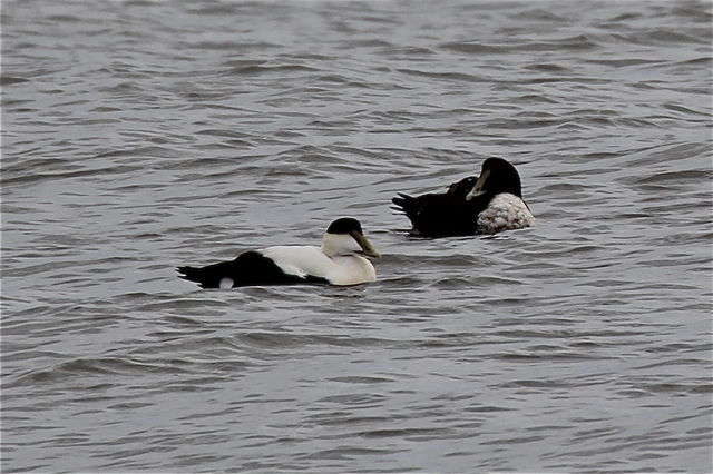 Common Eider
