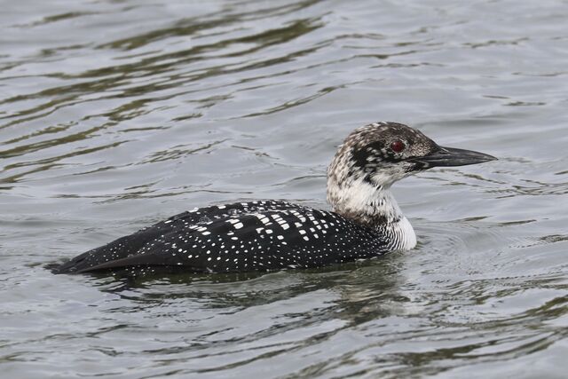 Common Loon