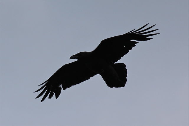 Common Raven