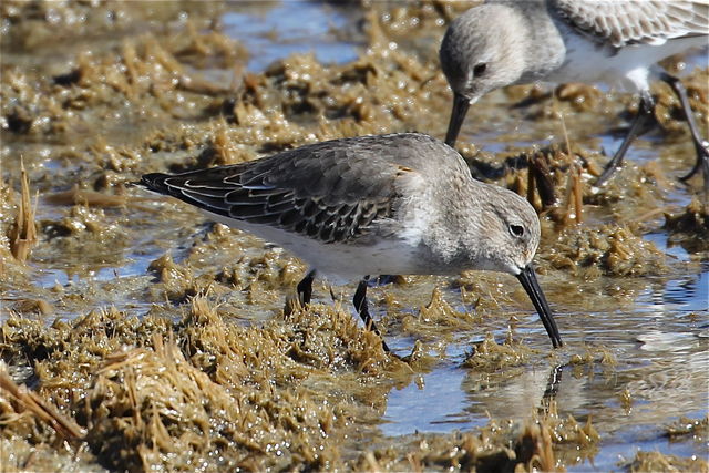 Dunlin