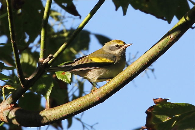 Golden-winged Warbler