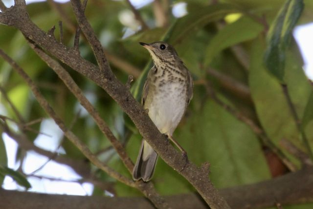 Gray-cheeked Thrush